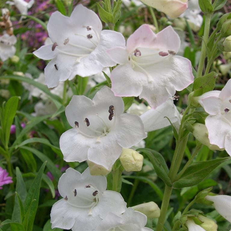 Penstemon 'Snowstorm' - A Growing Guide – Dartana Plants