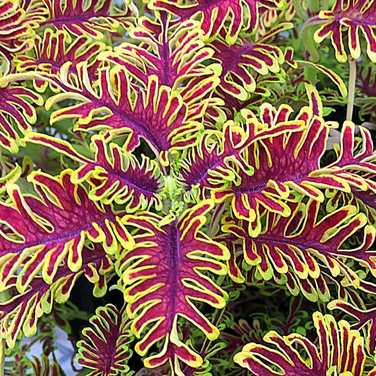 Coleus 'Juliet Quartermain' Plants For Sale Jumbo Plug – Dartana Plants