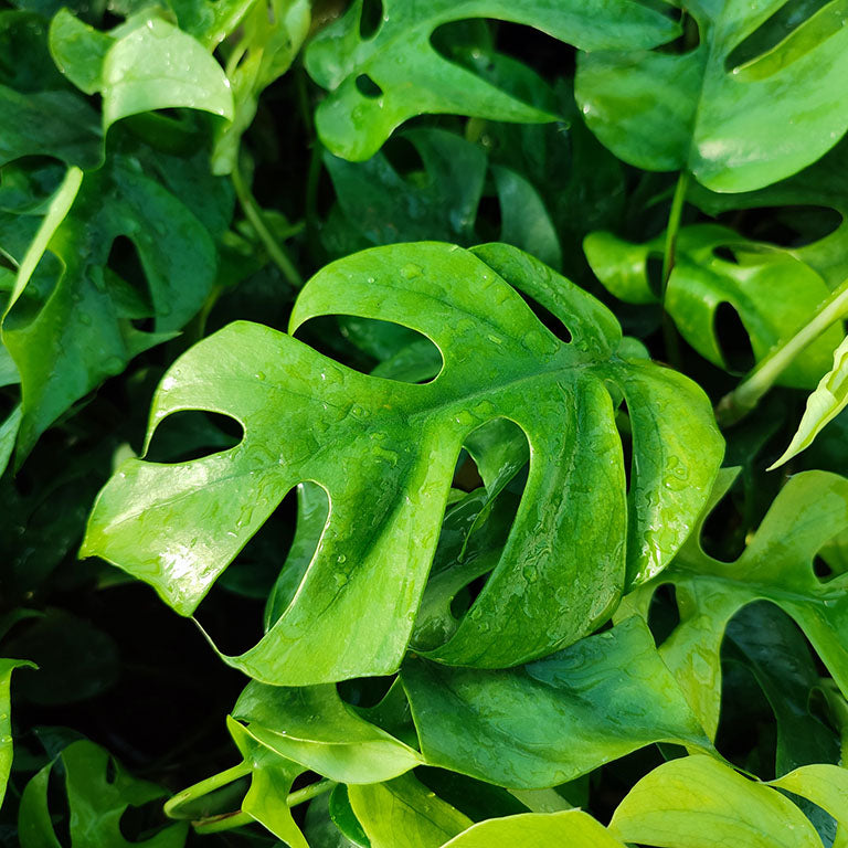 Philodendron 'Minima-Ginny' x 1 Pack - 11cm Potted Plant For Sale ...