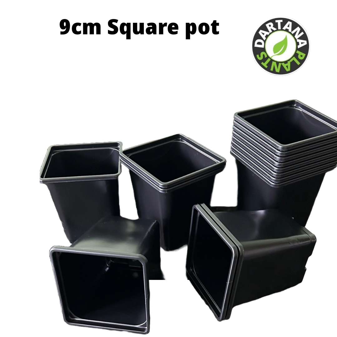 9 cm Square plastic pots Black or Gray - 10 to 100 pots – Dartana Plants