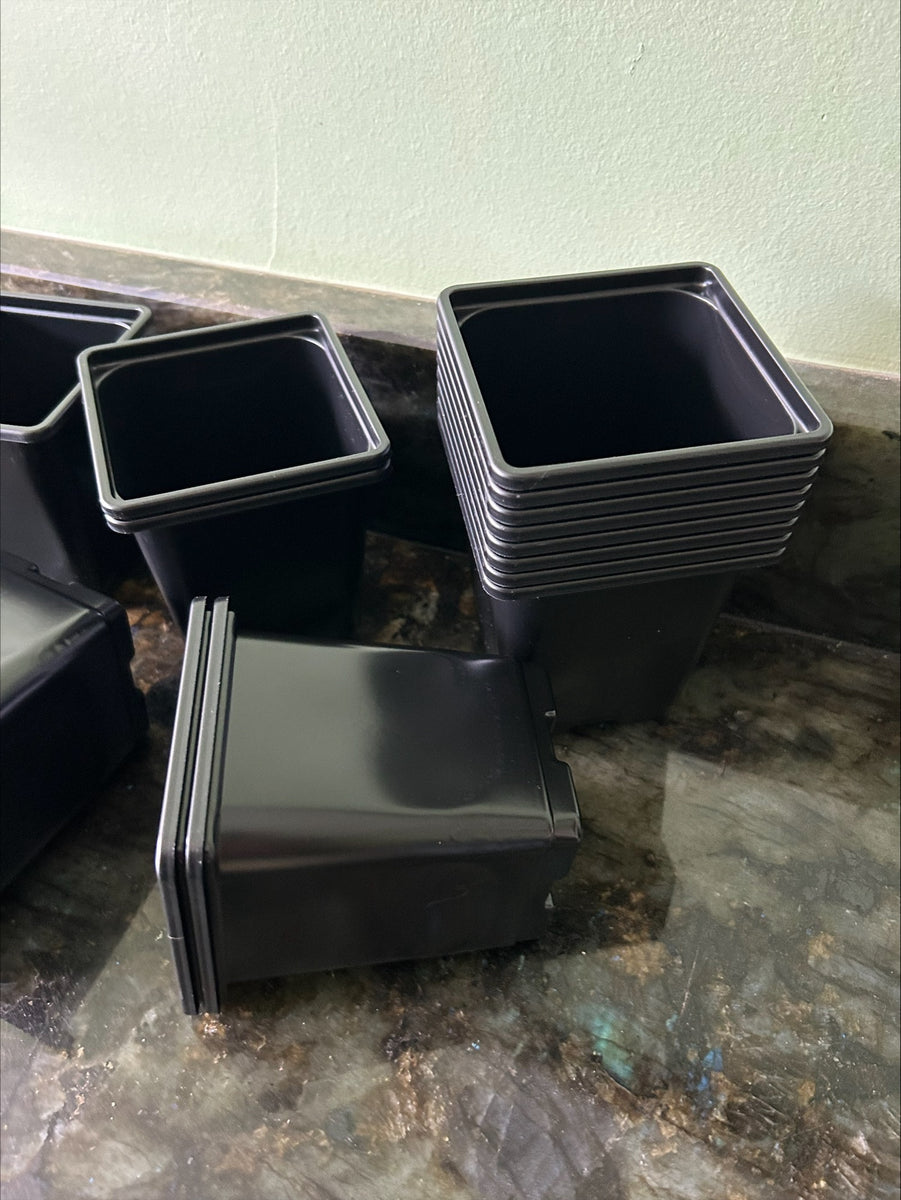 9 cm Square plastic pots Black - 10 to 100 pots – Dartana Plants