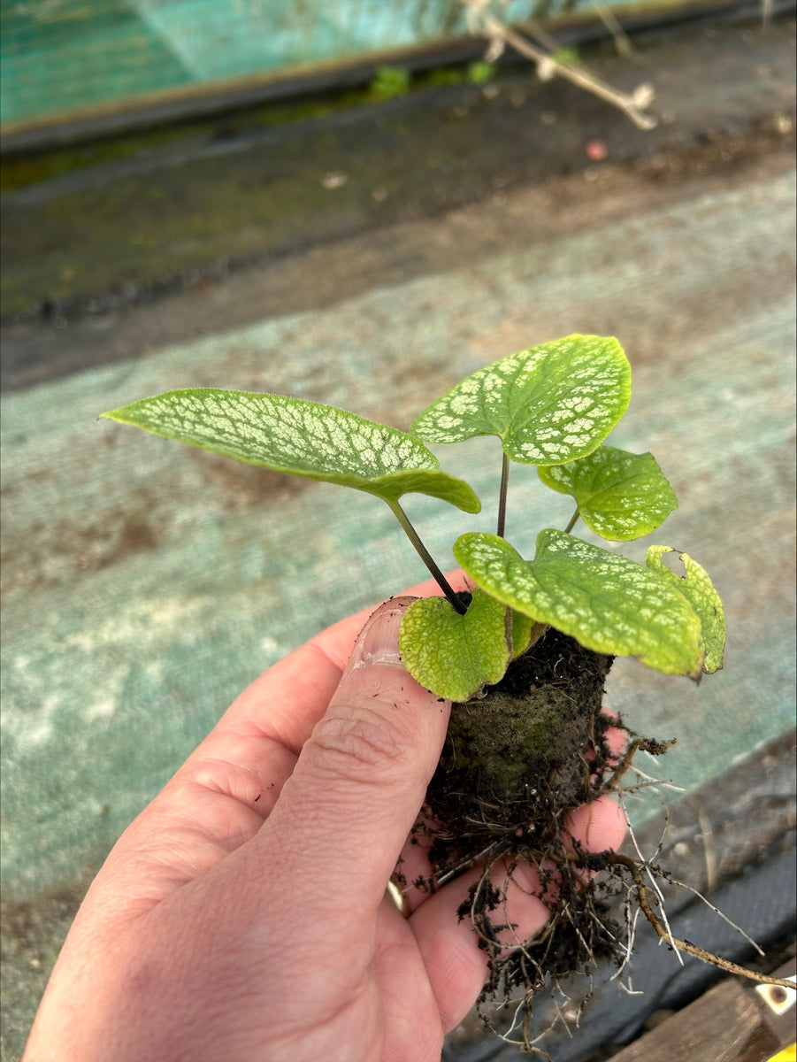 Brunnera Alexander's Great Plants x 5 Pack - 5cm Plug Plants For Sale ...
