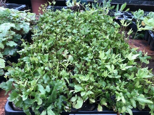 Pteris ‘Mayii’ Ribbon Fern Plants For Sale Jumbo Plug – Dartana Plants