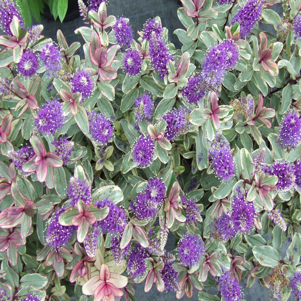 Hebe 'Baby Boo' Plants For Sale Jumbo Plug – Dartana Plants