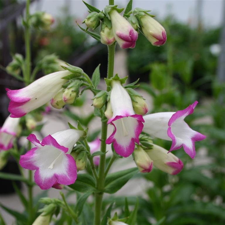 Penstemon Pensham 'Laura' Plants For Sale Jumbo Plug – Dartana Plants
