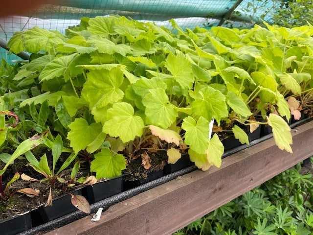 Heuchera 'Autumn Bride' x 5 Pack - 5/7cm JUMBO Plug Plants For Sale ...