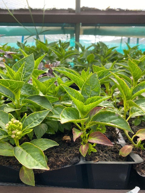 Hydrangea 'Pia' JUMBO Plug Plants For Sale – Dartana Plants