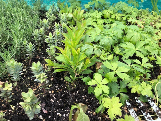 Weigela 'Rumba' Plants For Sale Jumbo Plug – Dartana Plants